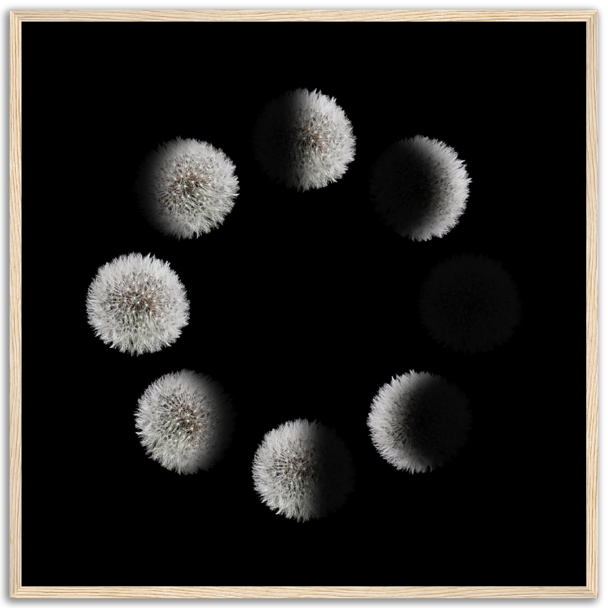 Phases of the Dandelion - Wooden Framed Poster – Microcosmic