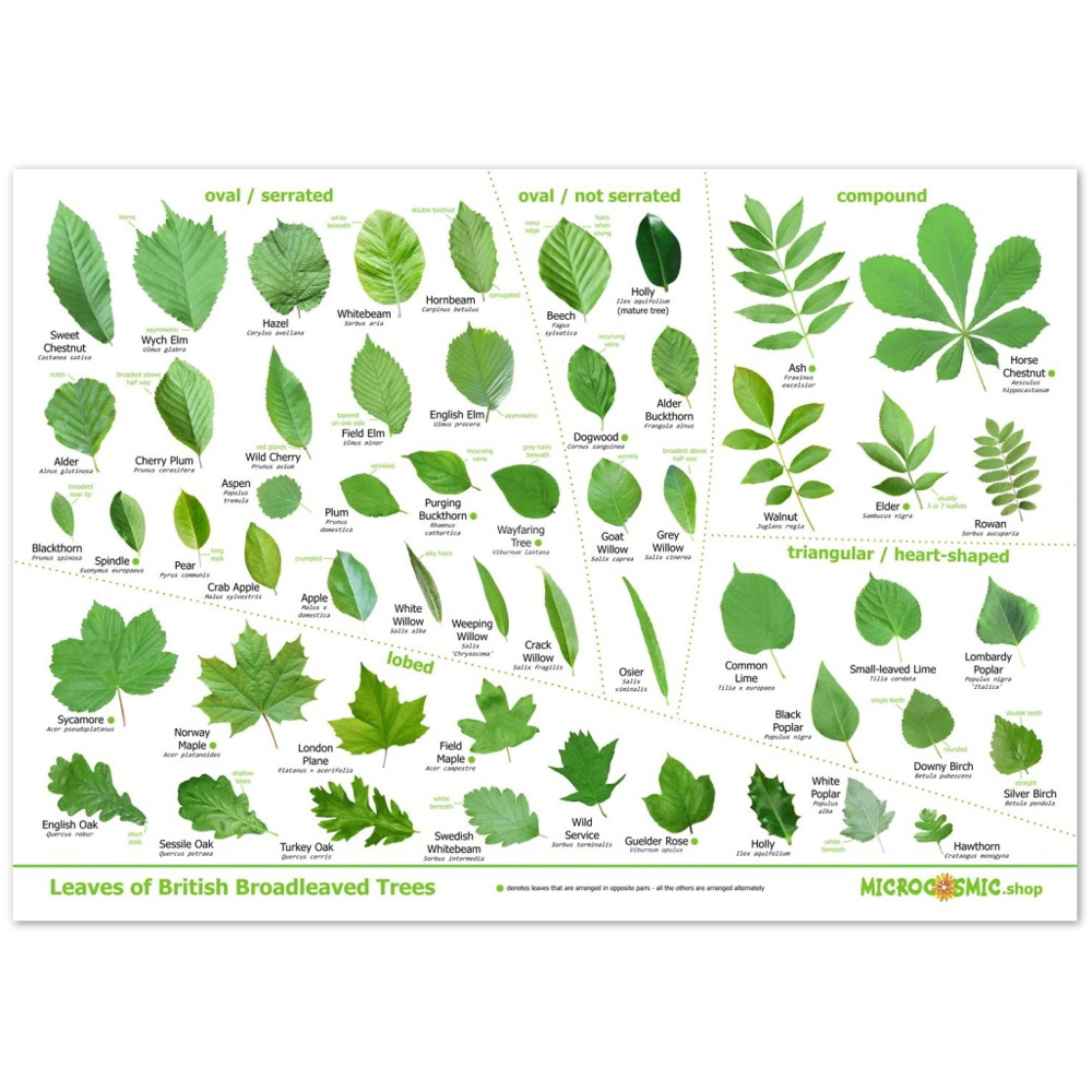 Vegetable Plant Leaf Identification Guide